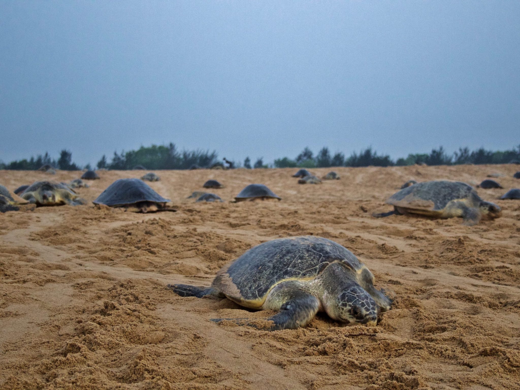 Sea Turtle Biology and Conservation – Dakshin Foundation