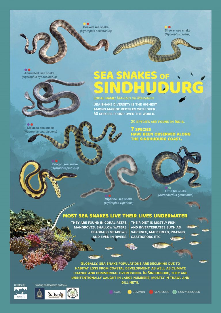 Sea snake ecology and fisheries interactions – Dakshin Foundation